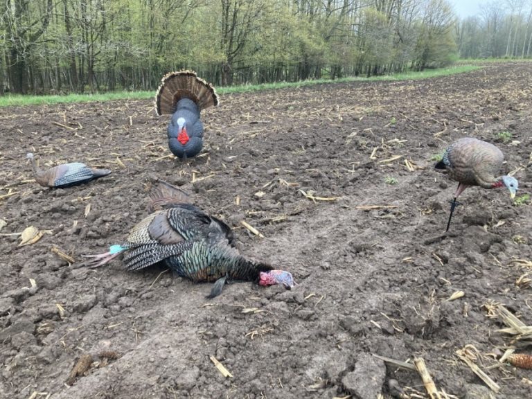 Fly Fishing & Turkey Hunting Guide Service in Manistee MI - Premier ...